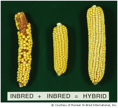 houghton biology site