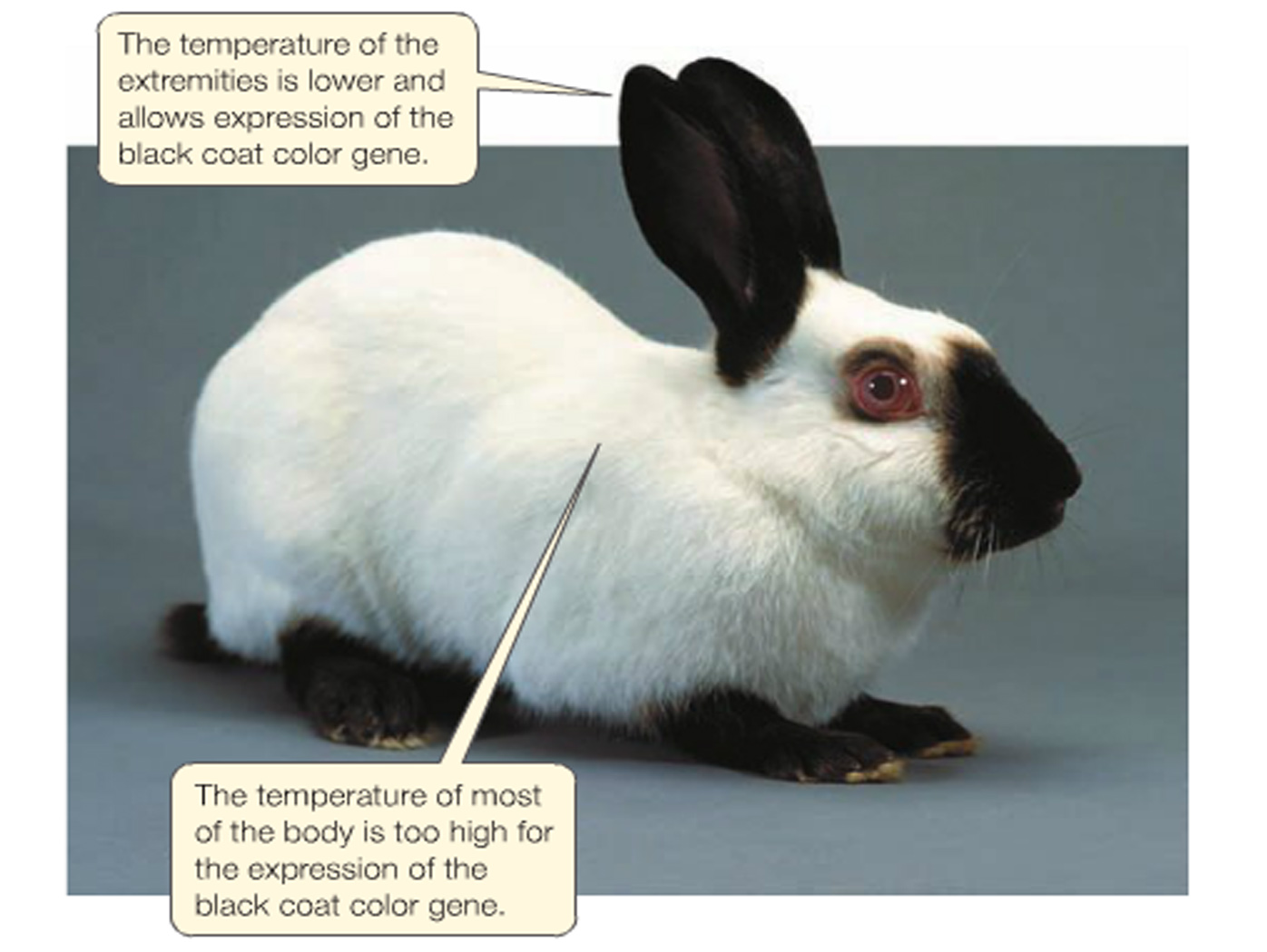 houghton biology site