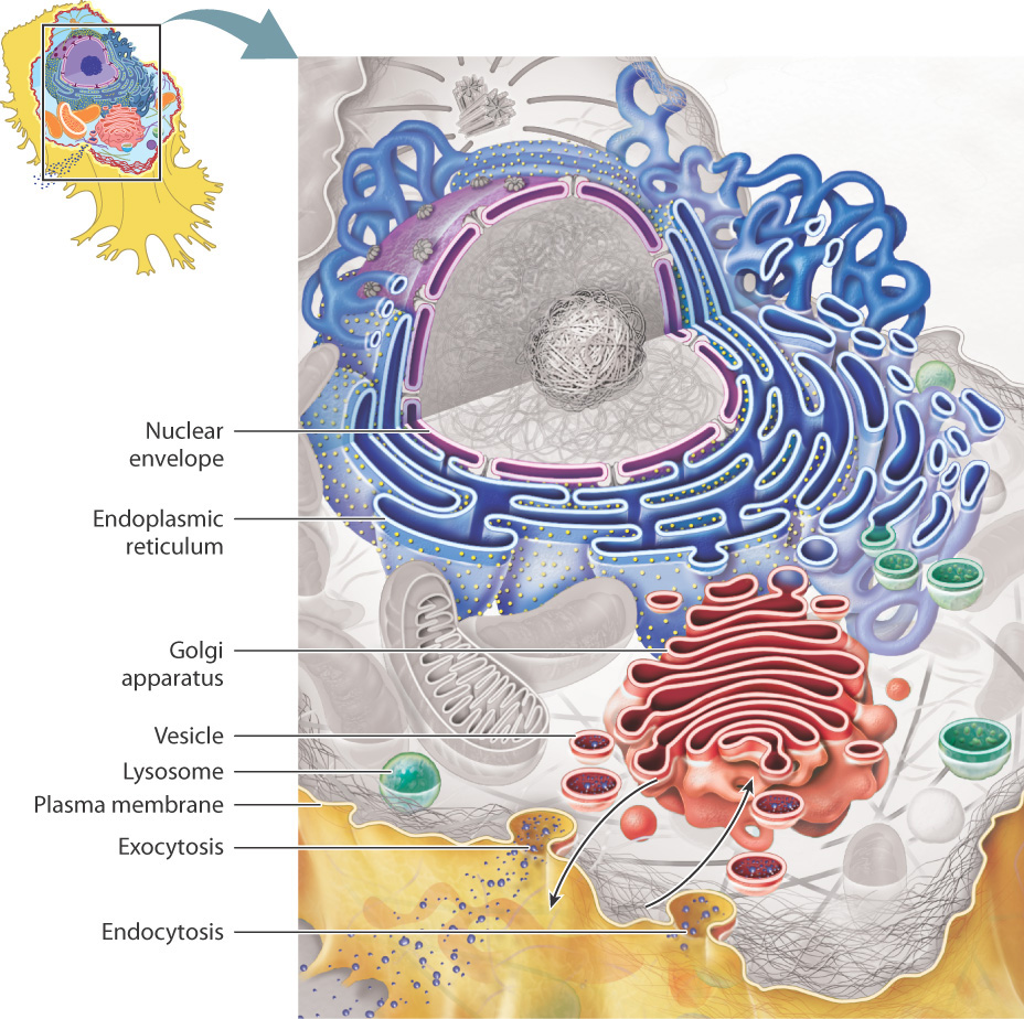houghton biology site